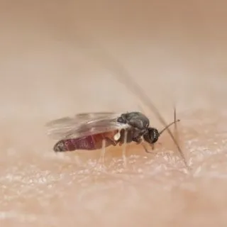 deer fly bite symptoms