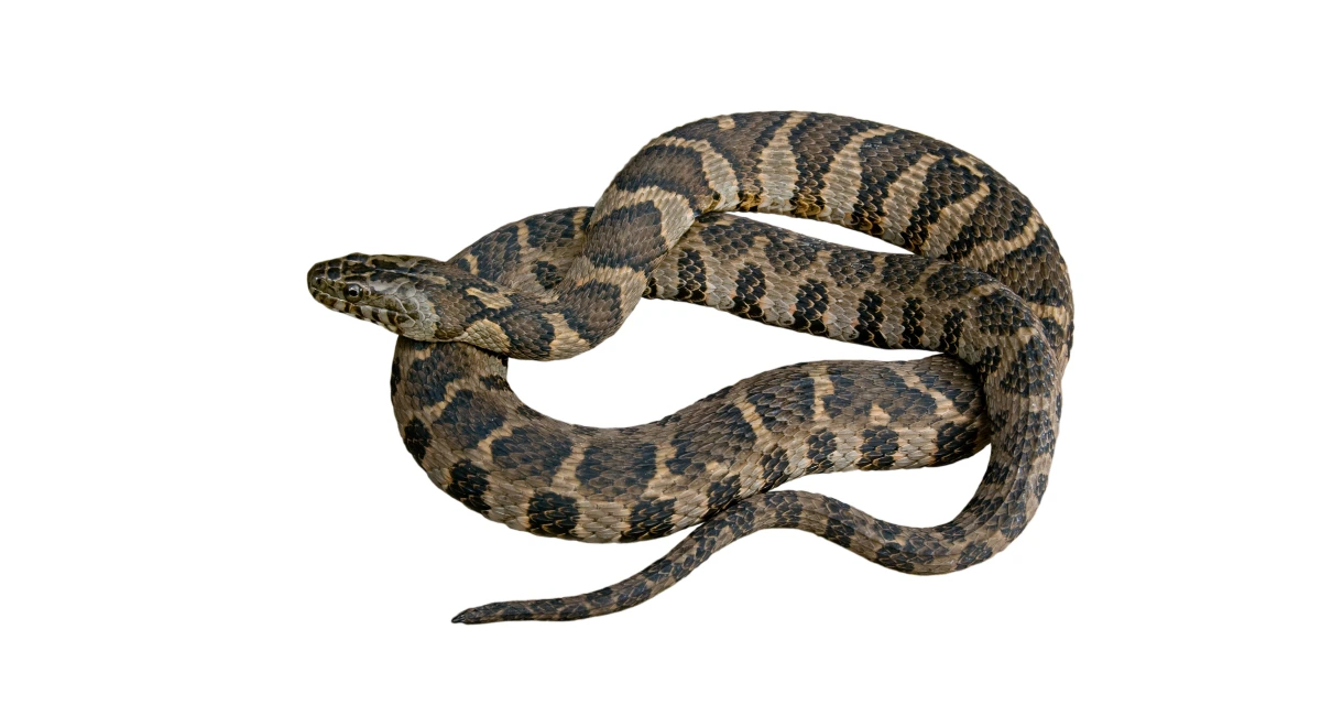 Common Water Snake Identification | Pest ID