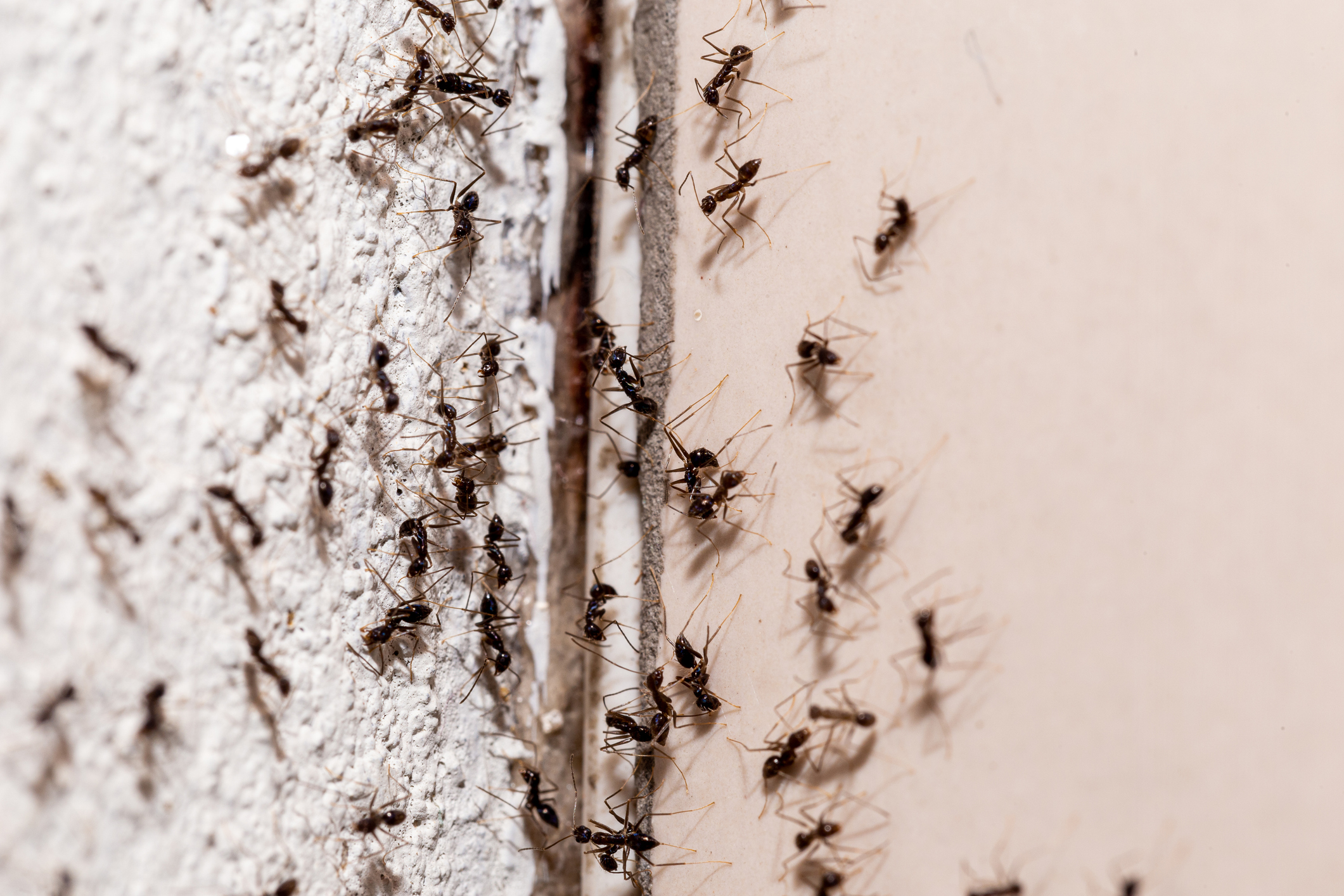 Ant Exterminators & Removal | Ant Pest Control Services