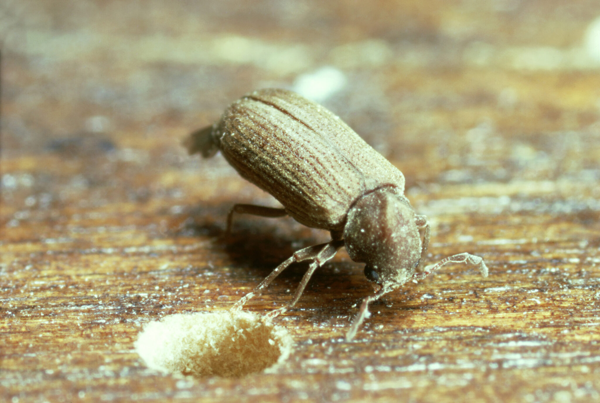 Carpet Beetle Larvae: How to Identify Infestations