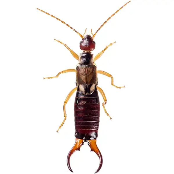 Pest Protection Plans | Preventative Pest Control for Homes