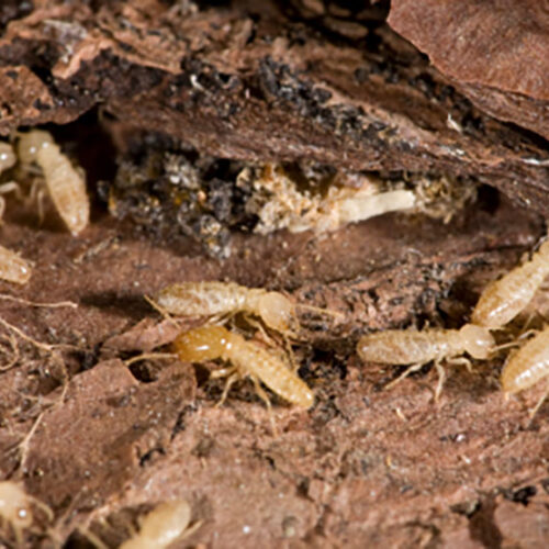 Centipedes vs Millipedes: What's the Difference? | Bug Out