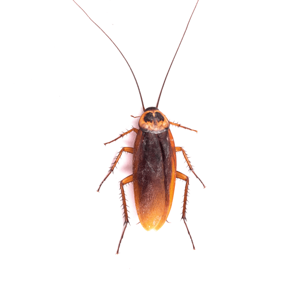 Pest Identification Library Identification & Info | Bug Out