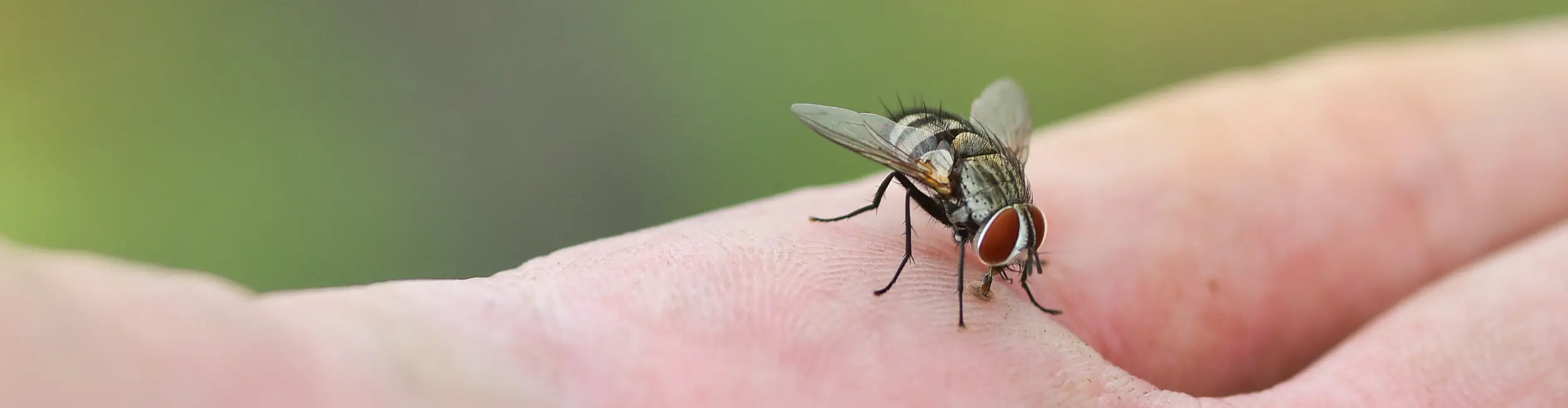 Fly Exterminators & Removal | Fly Pest Control Services