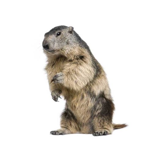 Groundhog Identification | Pest ID