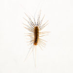 House Centipedes Identification | Pest ID