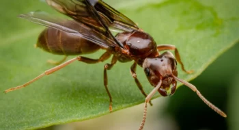 Different Types of Flying Ants & Their Habits | Bug Out NC