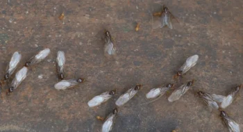 Different Types of Flying Ants & Their Habits | Bug Out NC