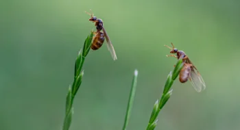 Different Types of Flying Ants & Their Habits | Bug Out NC