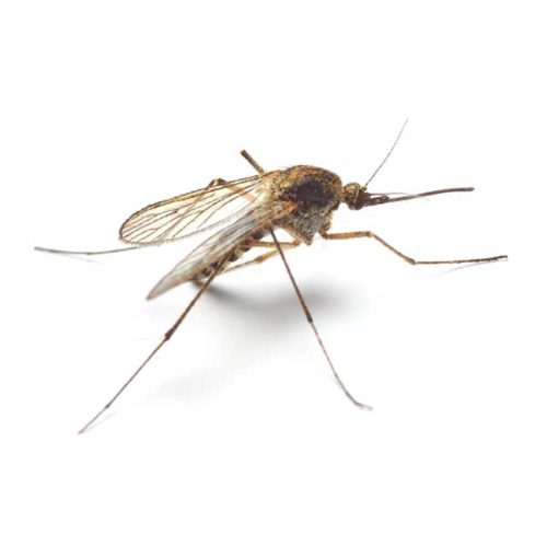 Common House Mosquitoes Identification | Pest ID