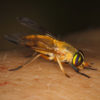 Yellow Flies Identification | Pest ID